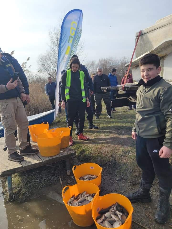 Circa 12.000 de exemplare de crap au ajuns în Lacul Bacău (Foto ...