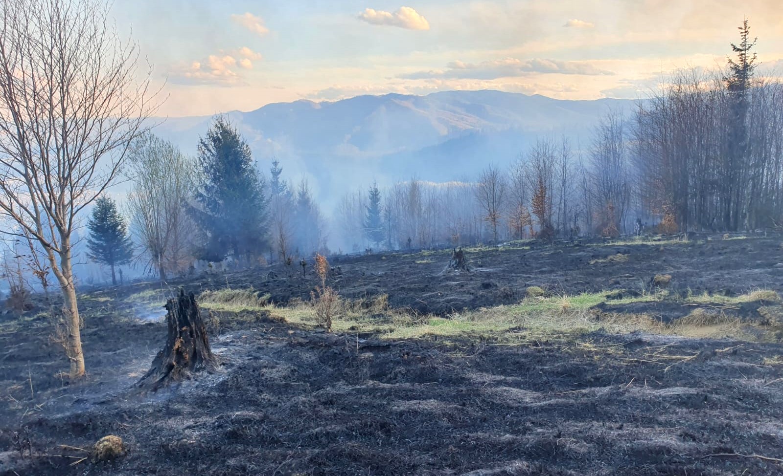 Incendiu pe 10 hectare într-o pădure din Asău (Foto/Video) - Jurnal FM